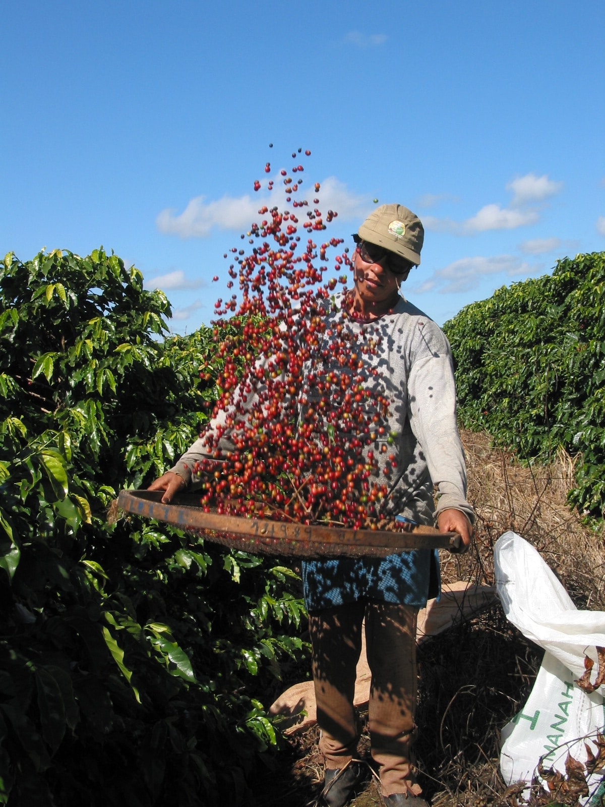 recolte bresil 05 M - La Bulle Bio